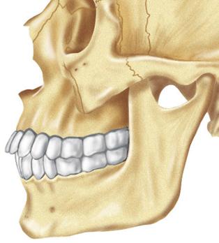 Gebiss (Anatomie) - Enzyklopädie - Brockhaus.de